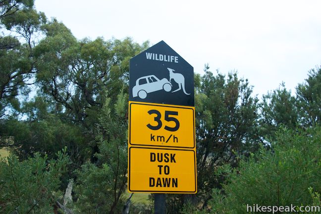 Forester Kangaroo Drive | Tasmania | Hikespeak.com