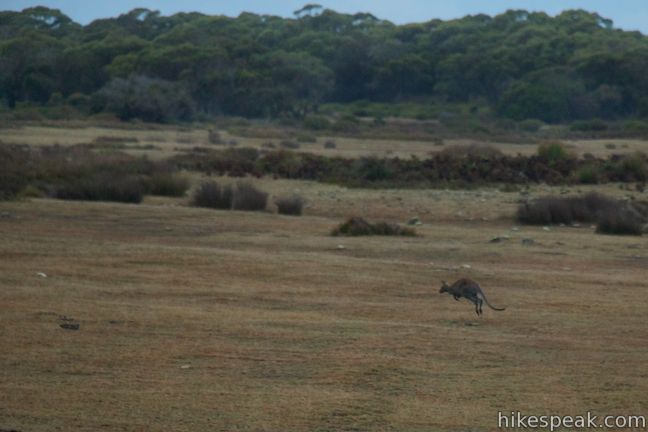 Forester Kangaroo Drive | Tasmania | Hikespeak.com
