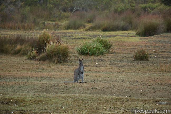 Forester Kangaroo Drive | Tasmania | Hikespeak.com