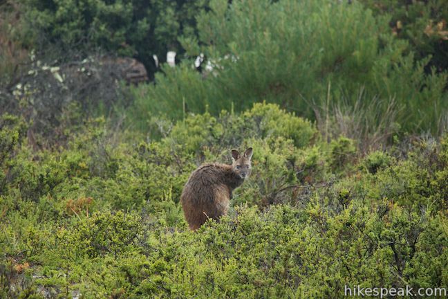 Forester Kangaroo Drive | Tasmania | Hikespeak.com