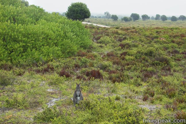Forester Kangaroo Drive | Tasmania | Hikespeak.com