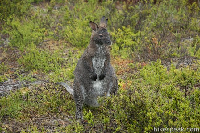 Forester Kangaroo Drive | Tasmania | Hikespeak.com