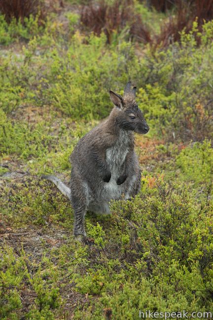 Forester Kangaroo Drive | Tasmania | Hikespeak.com