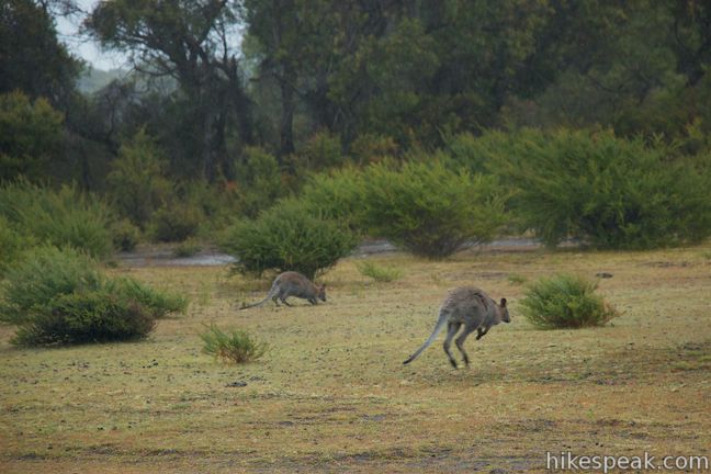 Forester Kangaroo Drive | Tasmania | Hikespeak.com