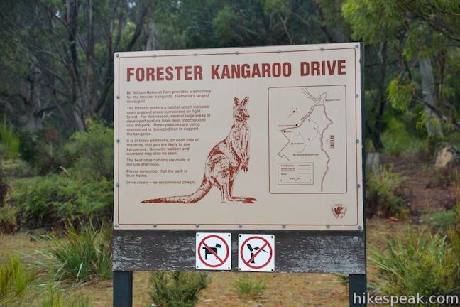 Forester Kangaroo Drive | Tasmania | Hikespeak.com