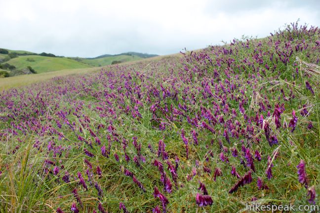 Johnson Ranch – Irish Hills Connector Trail in San Luis Obispo
