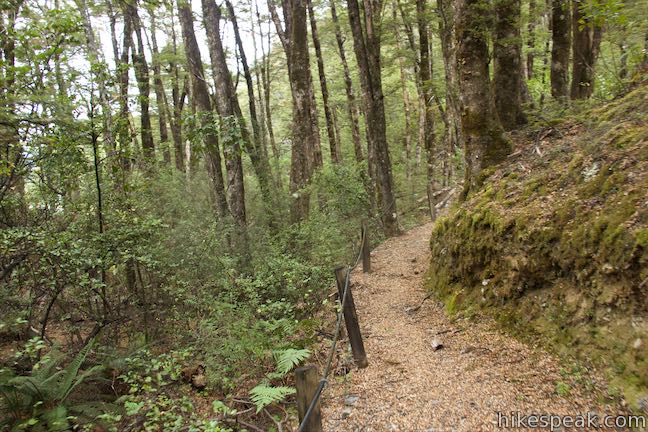 Old Coach Road Walk | New Zealand | Hikespeak.com