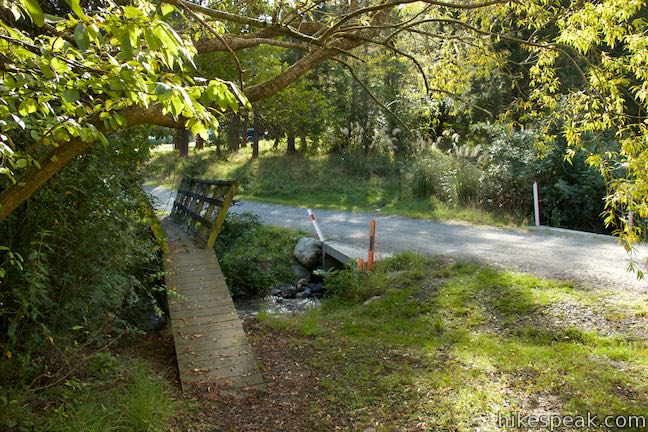 Kereru Loop | Mt Thomas Forest | New Zealand | Hikespeak.com