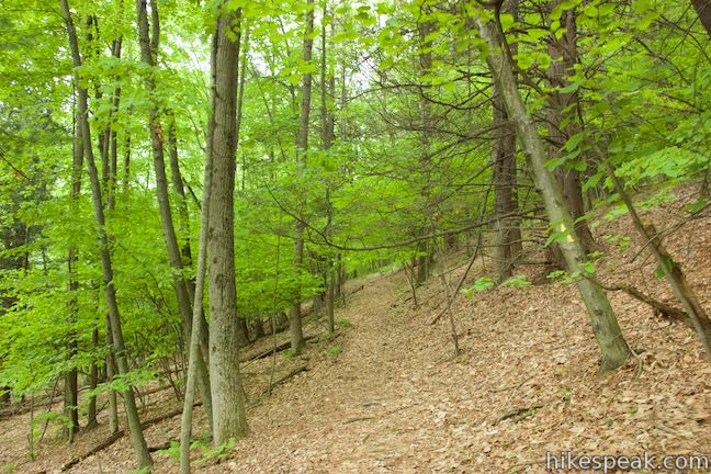 Forest Loop Trail in Binghamton University Nature Preserve
