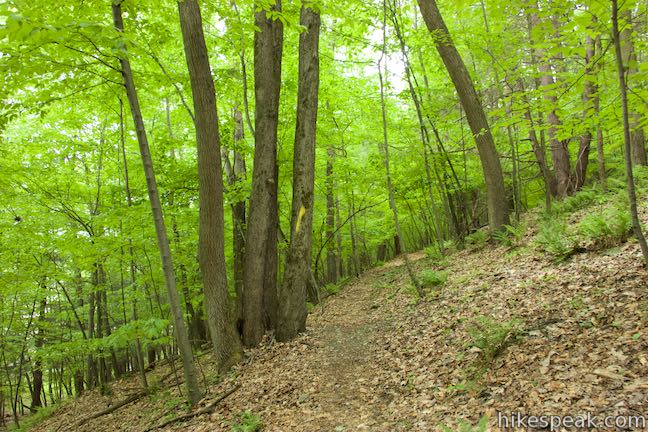 Forest Loop Trail in Binghamton University Nature Preserve
