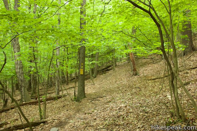 Forest Loop Trail in Binghamton University Nature Preserve