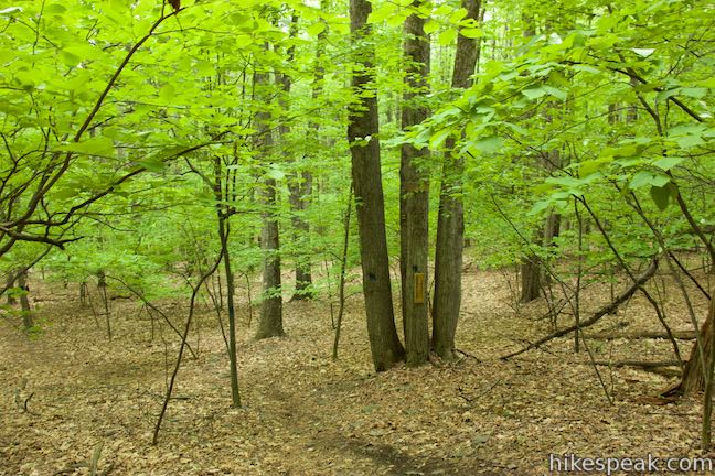 Forest Loop Trail in Binghamton University Nature Preserve