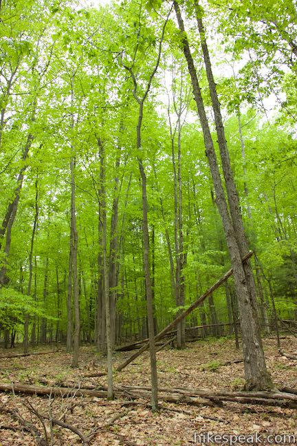 Forest Loop Trail | Binghamton University | Hikespeak.com
