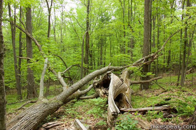 Forest Loop Trail in Binghamton University Nature Preserve