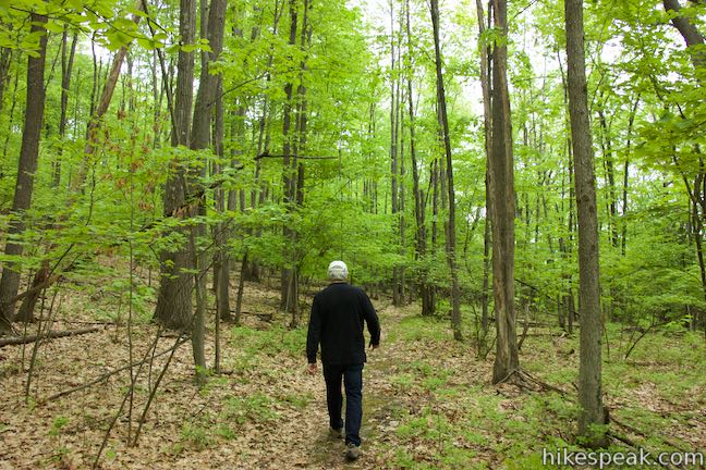 Forest Loop Trail in Binghamton University Nature Preserve