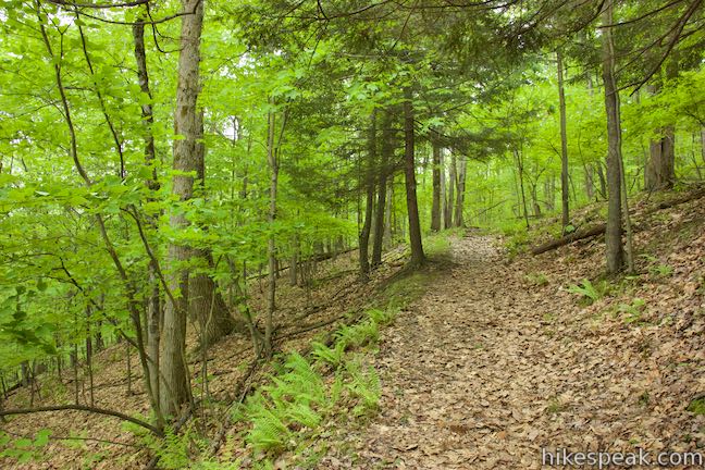 Forest Loop Trail in Binghamton University Nature Preserve