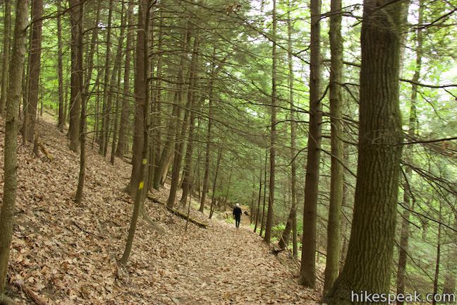 Forest Loop Trail in Binghamton University Nature Preserve