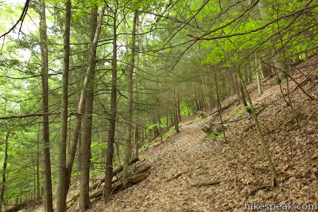 Forest Loop Trail in Binghamton University Nature Preserve