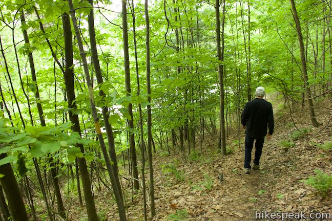 Forest Loop Trail in Binghamton University Nature Preserve