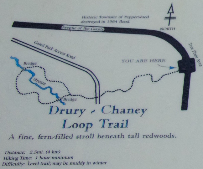 Drury-Chaney Loop Trail in Humboldt Redwoods State Park