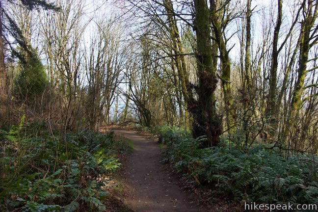 Dogwood Trail – Alder Trail Loop | Forest Park | Hikespeak.com