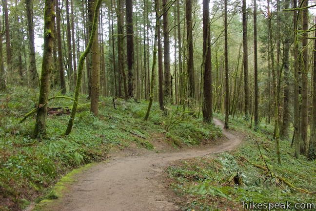 Holman - Wildwood - Birch Loop | Forest Park | Hikespeak.com