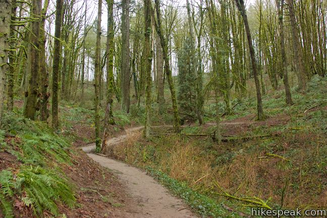 Holman - Wildwood - Birch Loop | Forest Park | Hikespeak.com