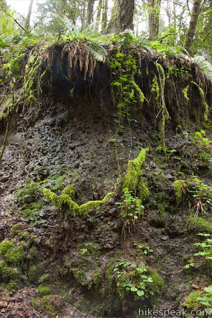Lower Macleay Trail to Stone House | Forest Park | Hikespeak.com