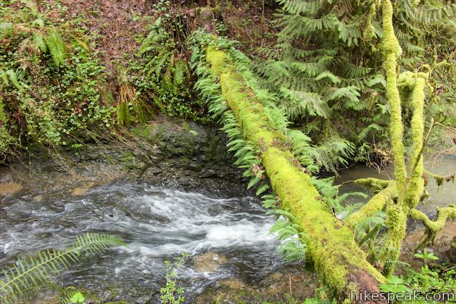 Lower Macleay Trail to Stone House (Witch’s Castle) in Forest Park ...