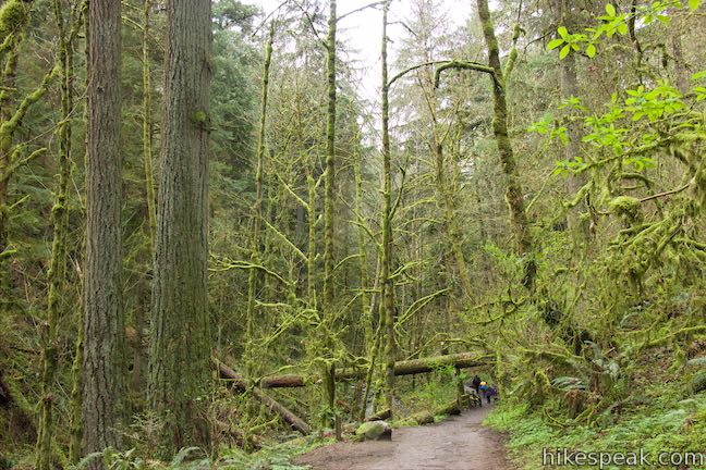 Lower Macleay Trail to Stone House | Forest Park | Hikespeak.com