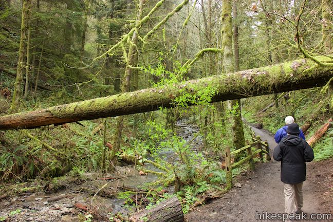 Lower Macleay Trail to Stone House | Forest Park | Hikespeak