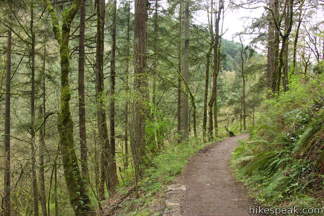 Lower Macleay Trail to Stone House | Forest Park | Hikespeak