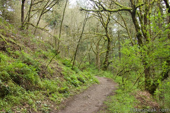 Lower Macleay Trail to Stone House | Forest Park | Hikespeak.com