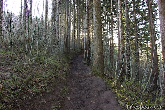 Angel’s Rest in Columbia River Gorge