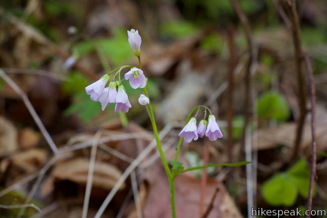 Angel’s Rest in Columbia River Gorge