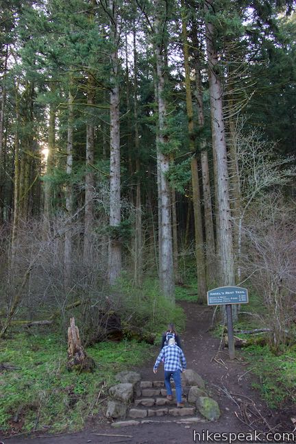 Angel’s Rest in Columbia River Gorge
