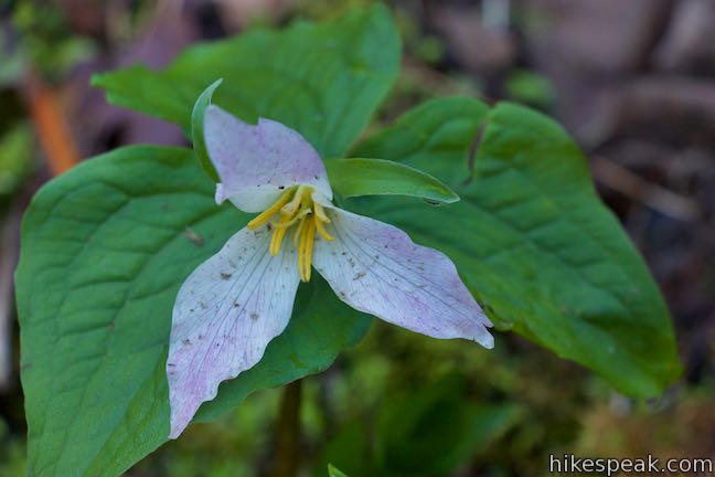 Angel’s Rest in Columbia River Gorge