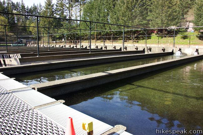 Eagle Creek Trail | Oregon | Hikespeak.com