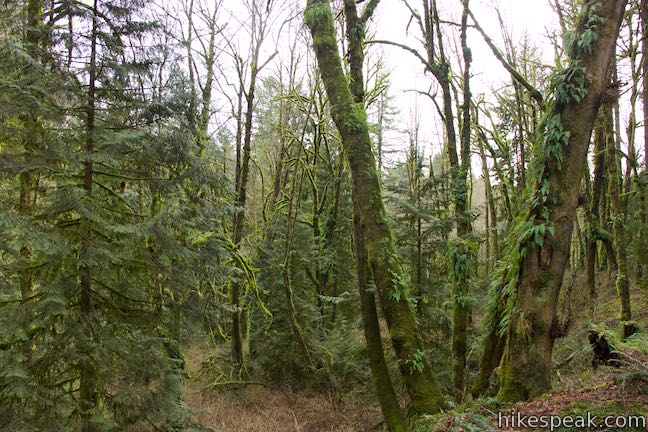 Tryon Creek State Natural Area | Hikespeak.com