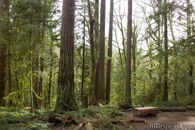 Tryon Creek State Natural Area | Hikespeak.com