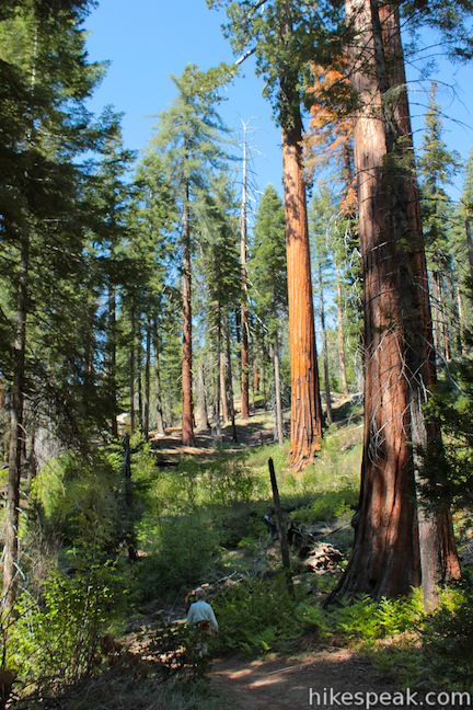 North Grove Trail | Kings Canyon | Hikespeak.com