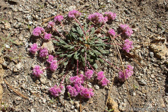 Hart Tree and Fallen Goliath Loop | Kings Canyon | Hikespeak.com