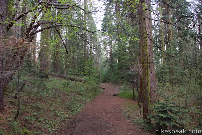 Bull Buck Tree Trail | Nelder Grove | Sierra NF | Hikespeak.com