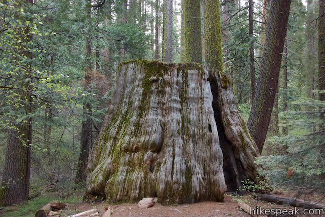 Bull Buck Tree Trail | Nelder Grove | Sierra NF | Hikespeak.com