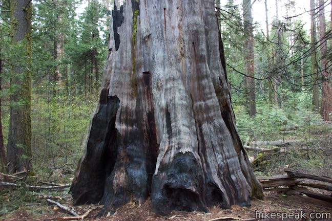 Bull Buck Tree Trail in Sierra National Forest