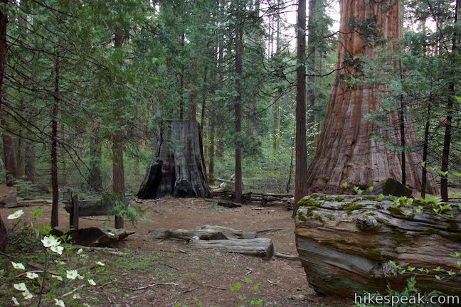 Bull Buck Tree Trail in Sierra National Forest