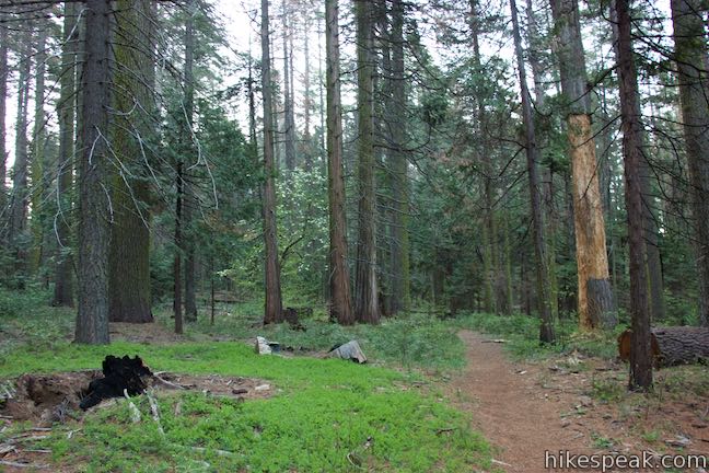 Bull Buck Tree Trail | Nelder Grove | Sierra NF | Hikespeak.com