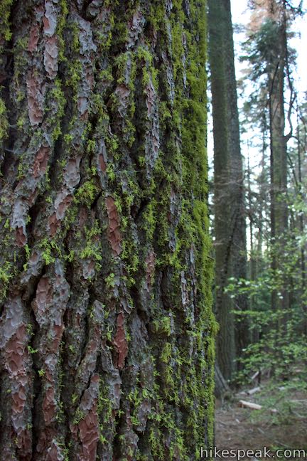 Bull Buck Tree Trail in Sierra National Forest