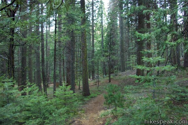 Bull Buck Tree Trail | Nelder Grove | Sierra NF | Hikespeak.com