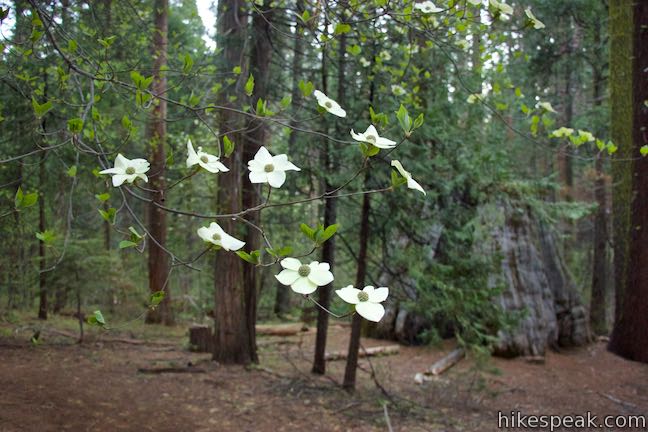 Bull Buck Tree Trail | Nelder Grove | Sierra NF | Hikespeak.com